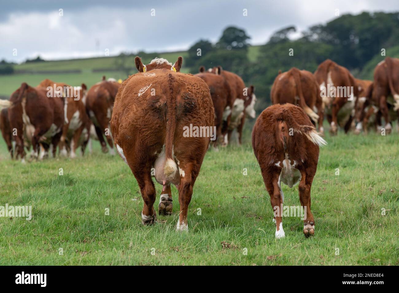 Herd of Hereford beef cattle walking towards a fresh pasture, Cumbria ...