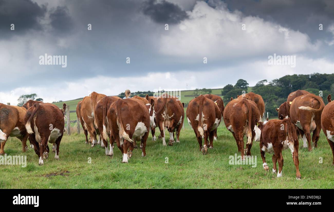 Herd of Hereford beef cattle walking towards a fresh pasture, Cumbria ...