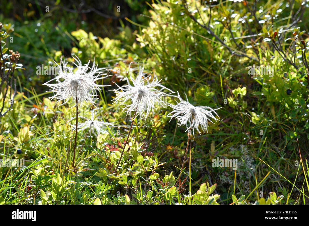 Austria, Tirol, remains of withered alpine plants in the sunlight in ...