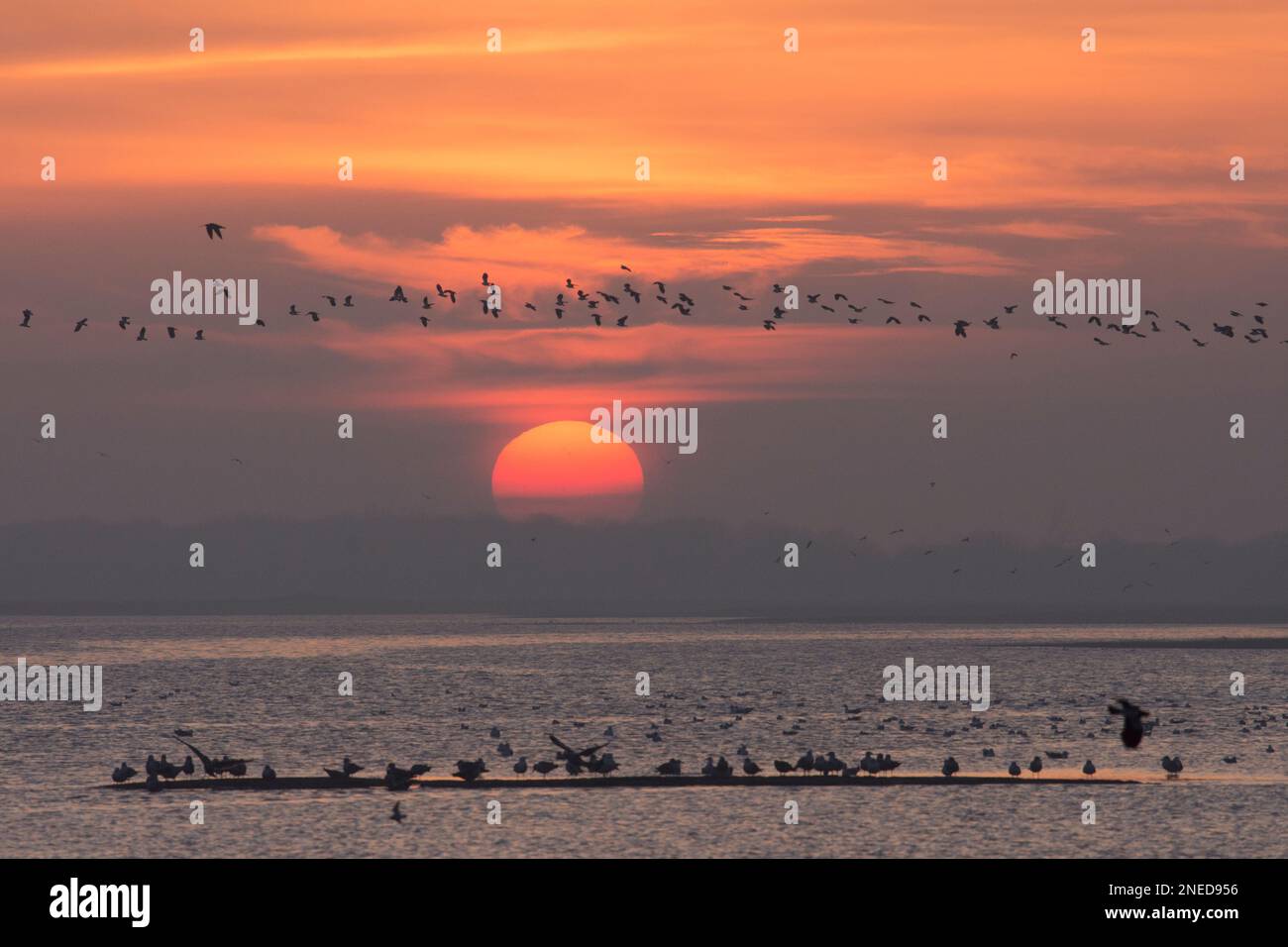 Sea gulls in front hi-res stock photography and images - Alamy