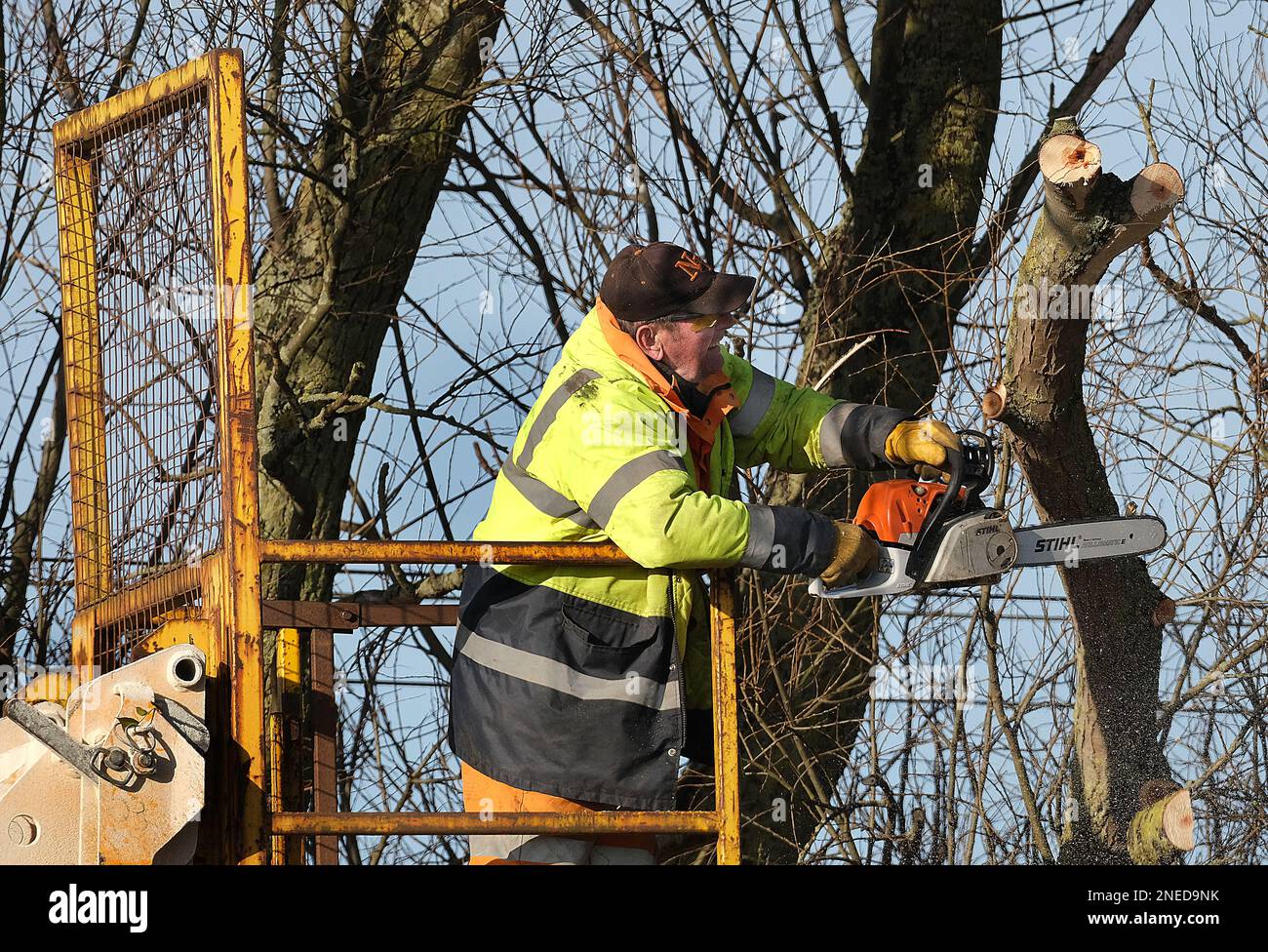 Tree pruning from mobile lift platform Stock Photo - Alamy