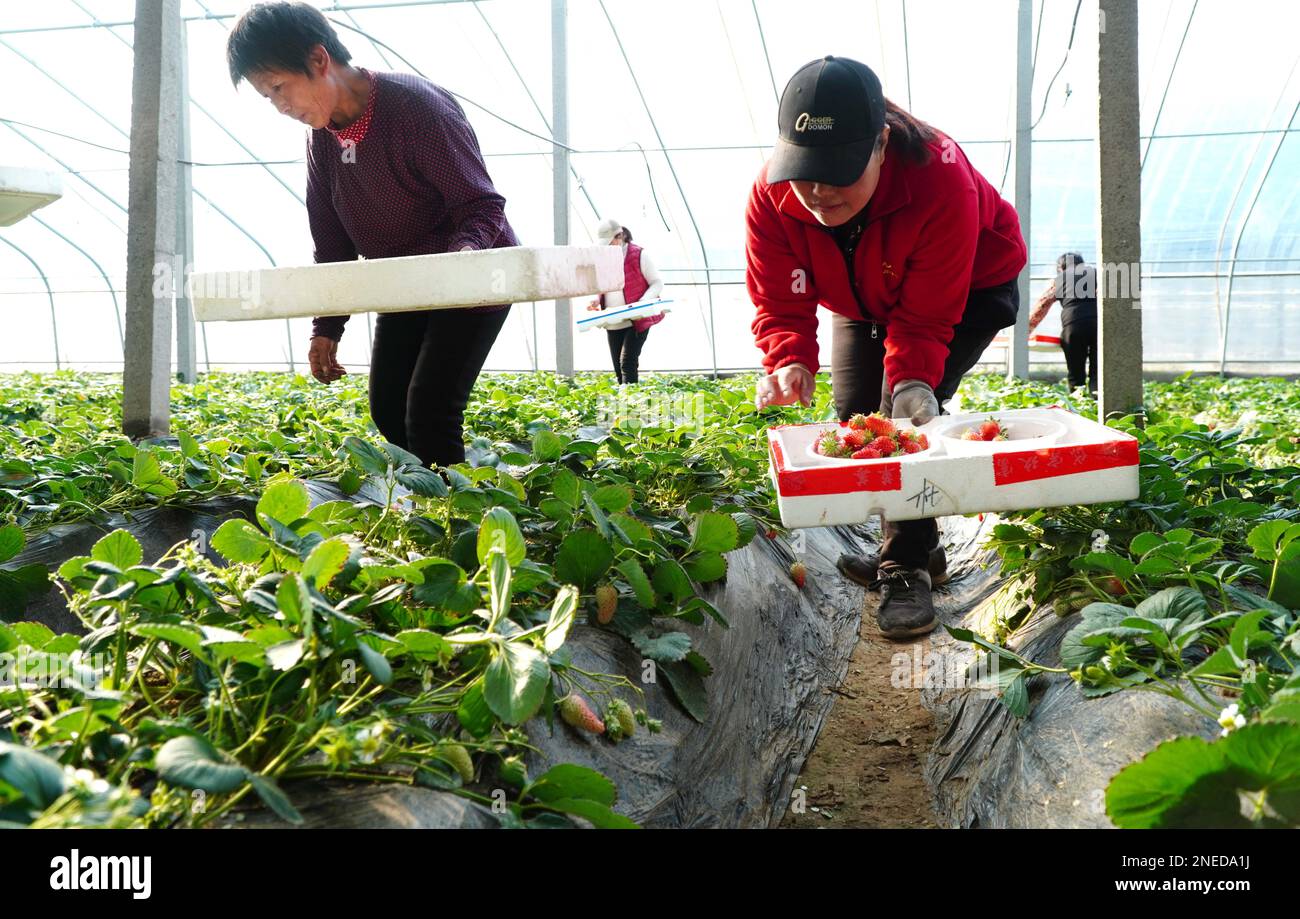 Tai'an, China's Shandong Province. 16th Feb, 2023. Villagers pick ...