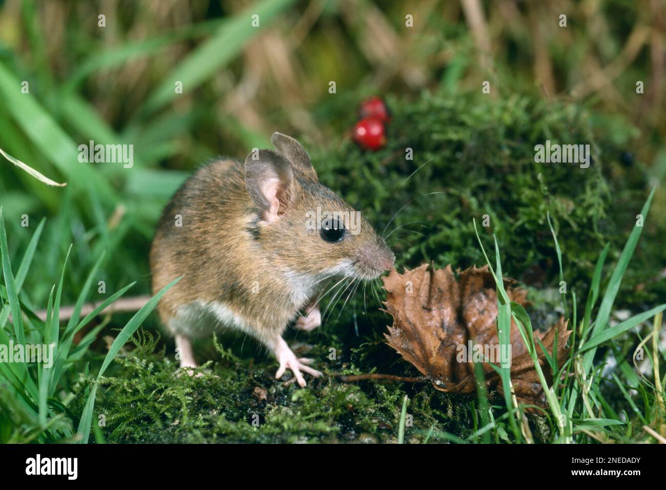 Wood mouse, Apodemus sylvaticus, Long-tailed field mouse in grass, moss ...