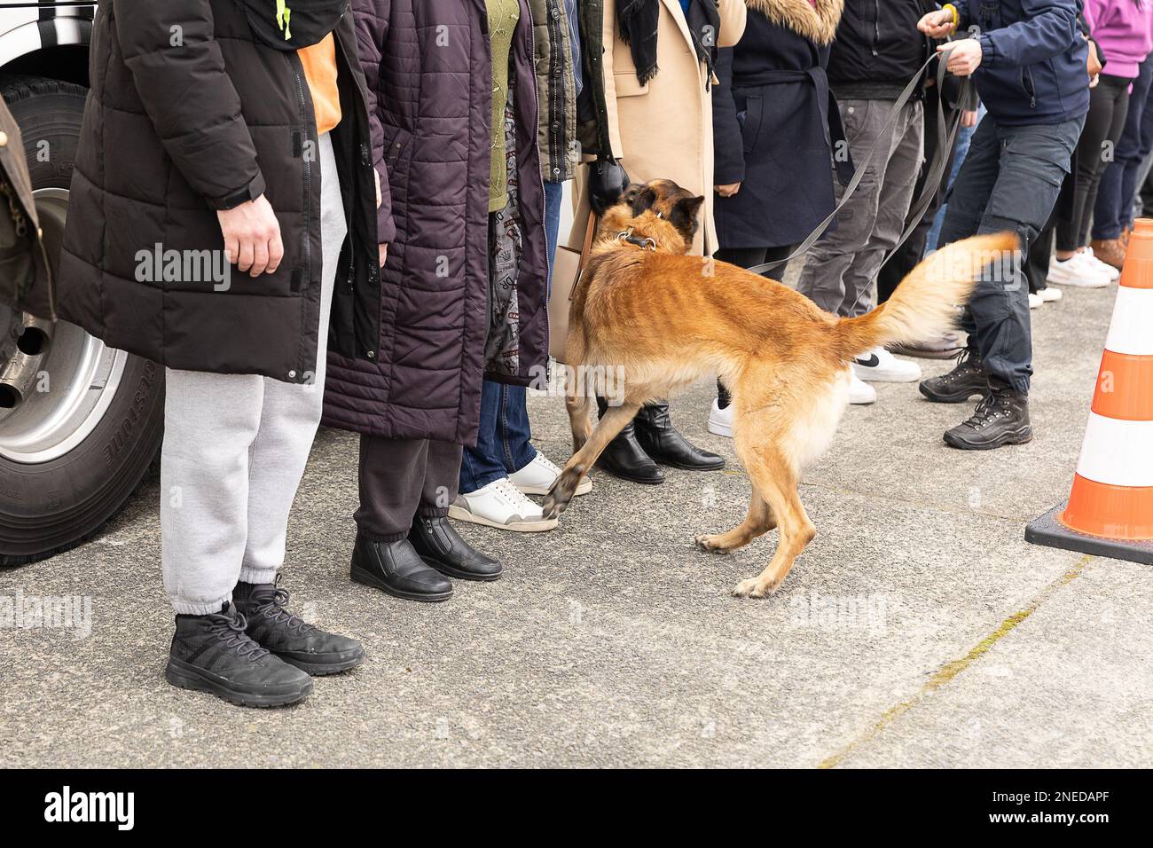 Illustration picture shows a police dog pictured during a major control ...