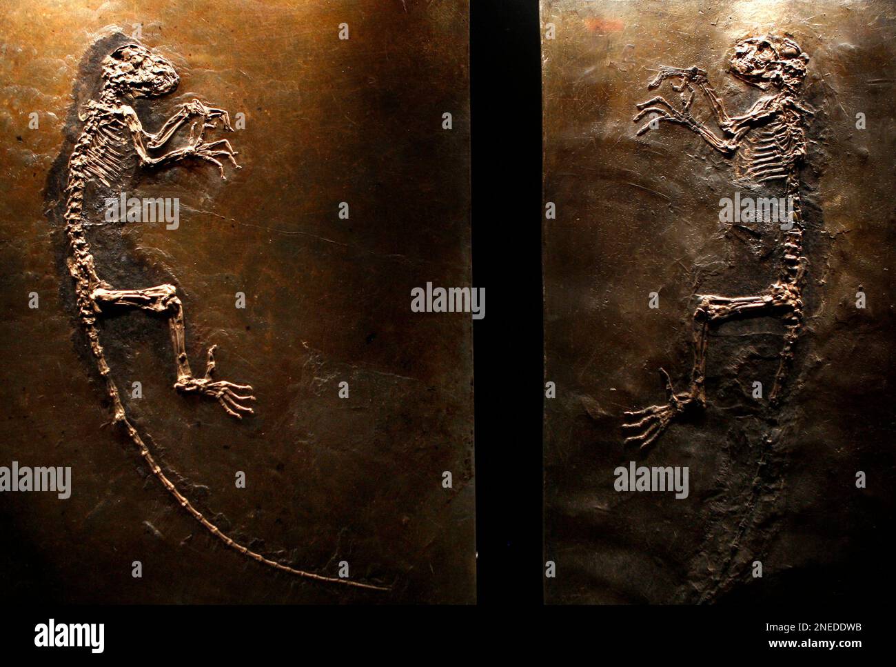 Both parts of "Ida", a 47 million year old fossil, are seen in the ...