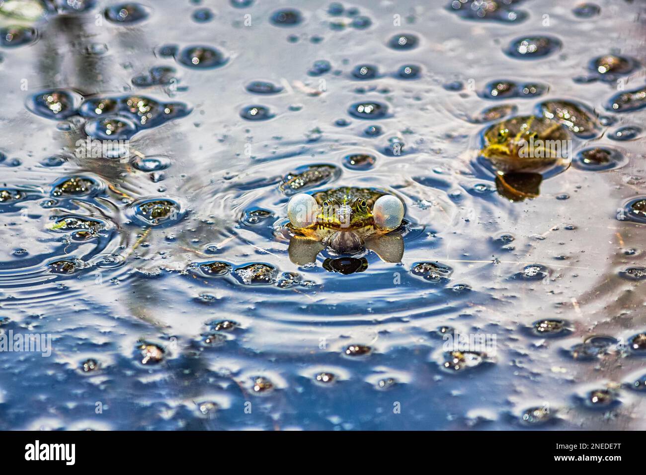 Pond frog (Pelophylax esculentus) swimming in pond, sound bubbles ...