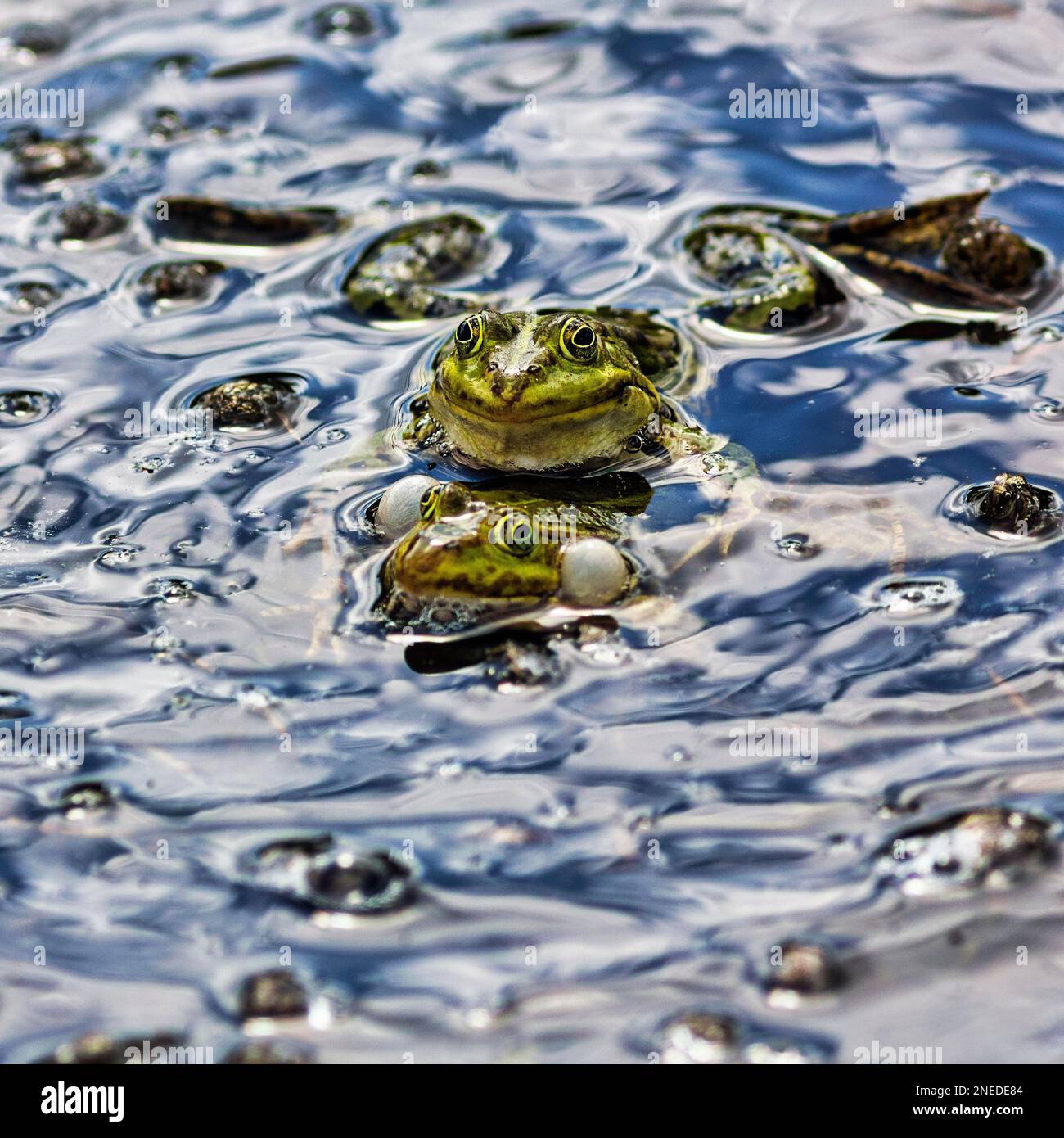 Pond frog (Pelophylax esculentus), pair swimming in pond, sound bubbles ...
