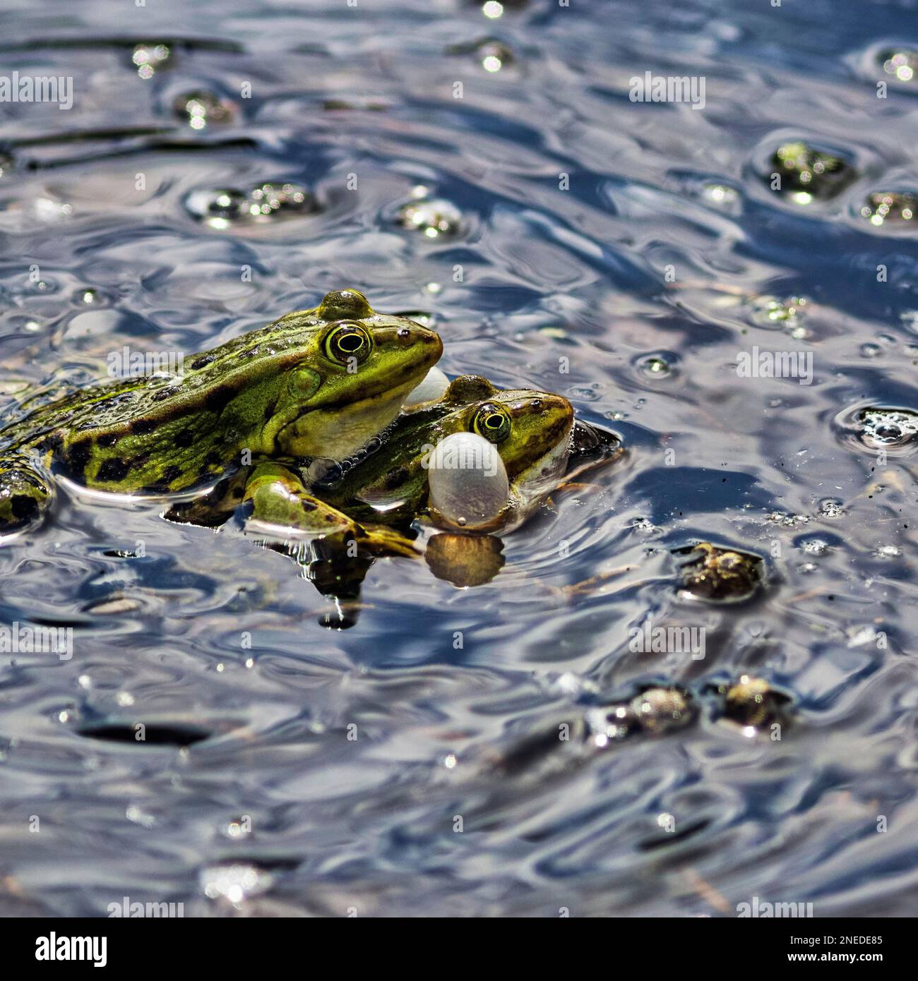 Pond frog (Pelophylax esculentus), pair swimming in pond, sound bubbles ...