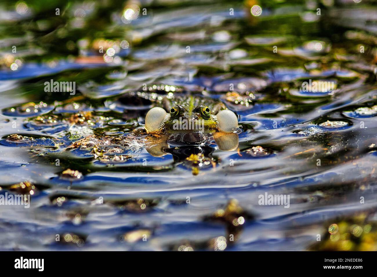 Pond frog (Pelophylax esculentus) swimming in pond, sound bubbles ...