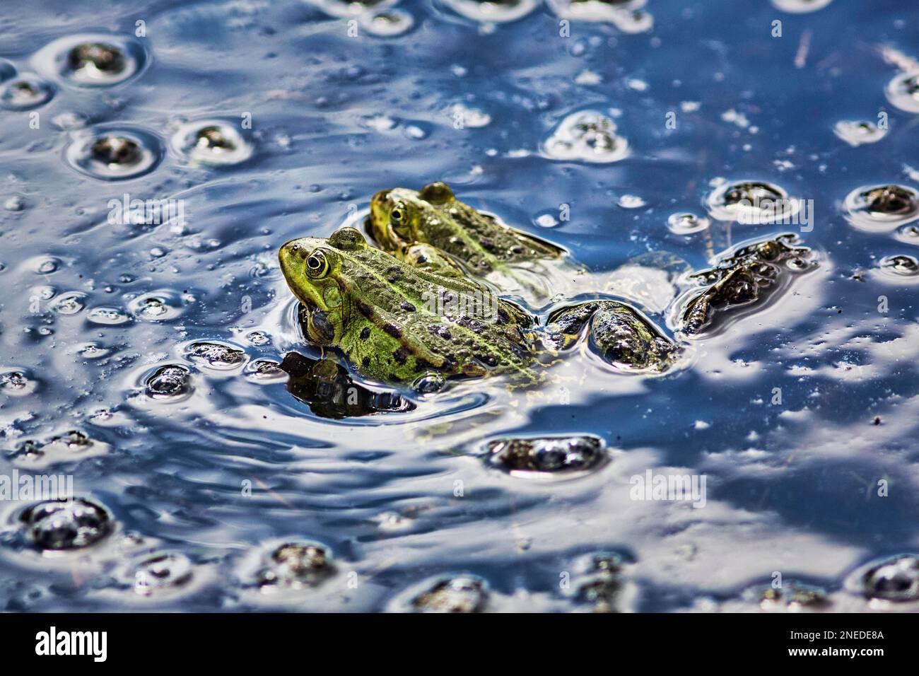 Two green frogs (Pelophylax esculentus) swimming in the pond, mating ...
