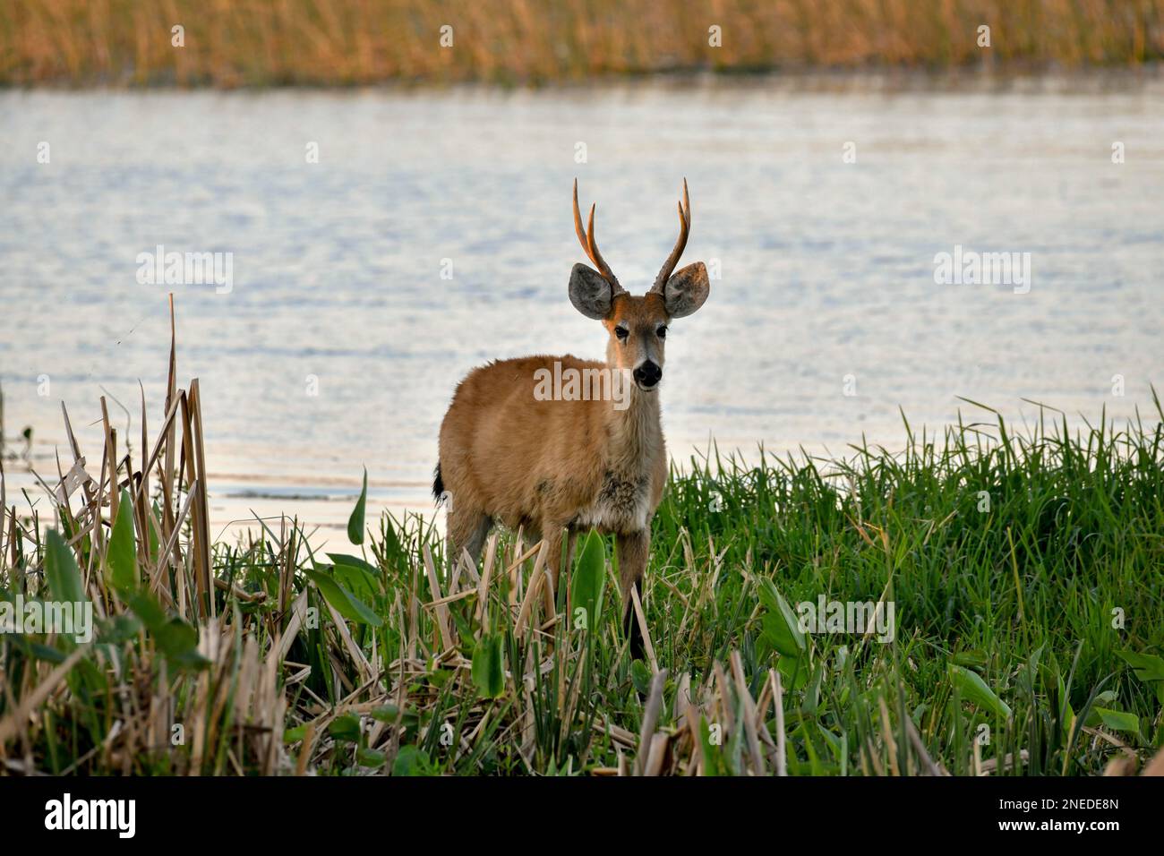Pampas deer argentina hi-res stock photography and images - Alamy