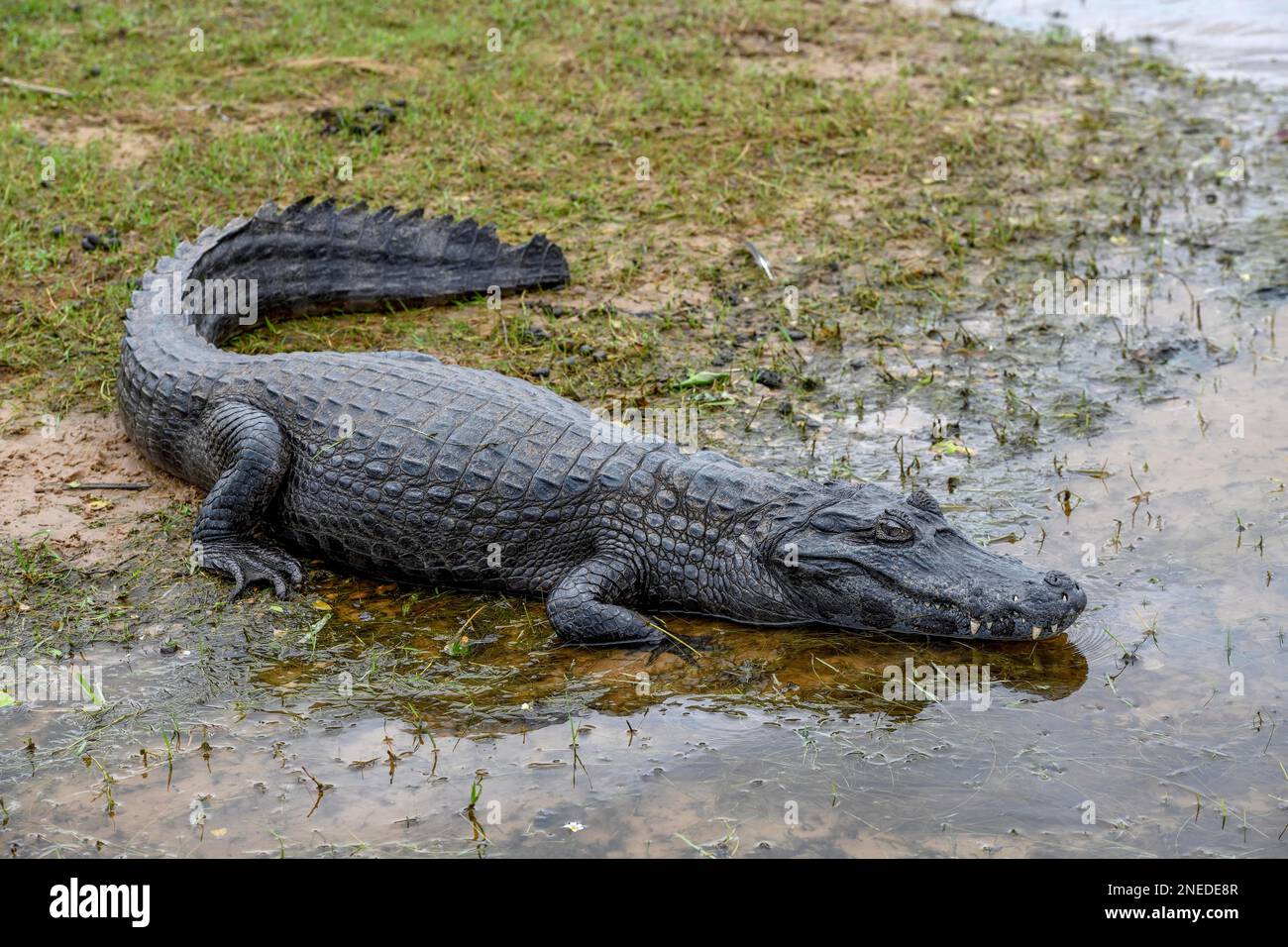 Yacare caiman (Caiman yacare), near Colonia Carlos Pellegrini, Esteros del Ibera, Province of ...