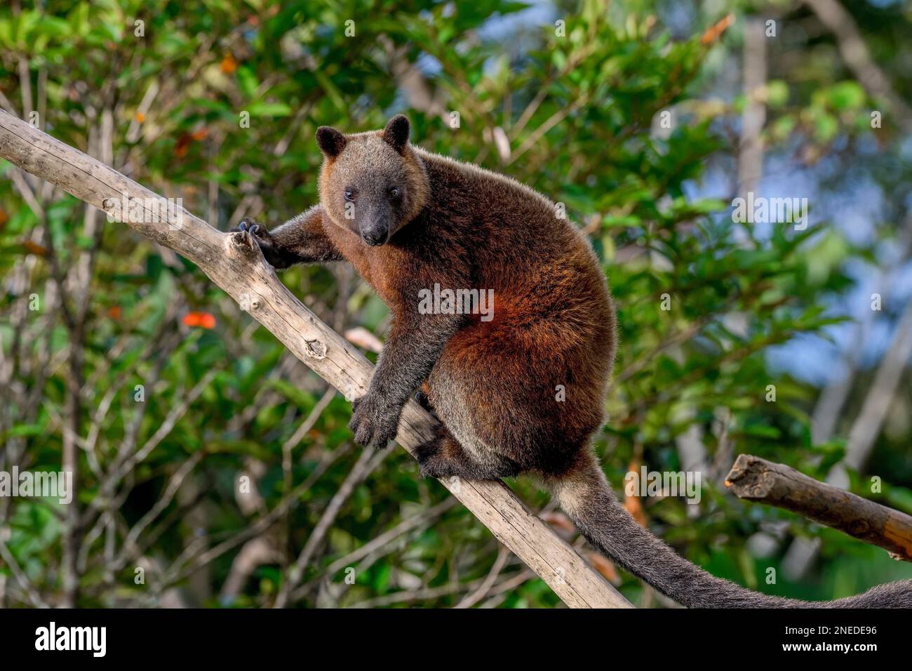 Doria tree kangaroo (Dendrolagus dorianus) in a nature park, Mount ...