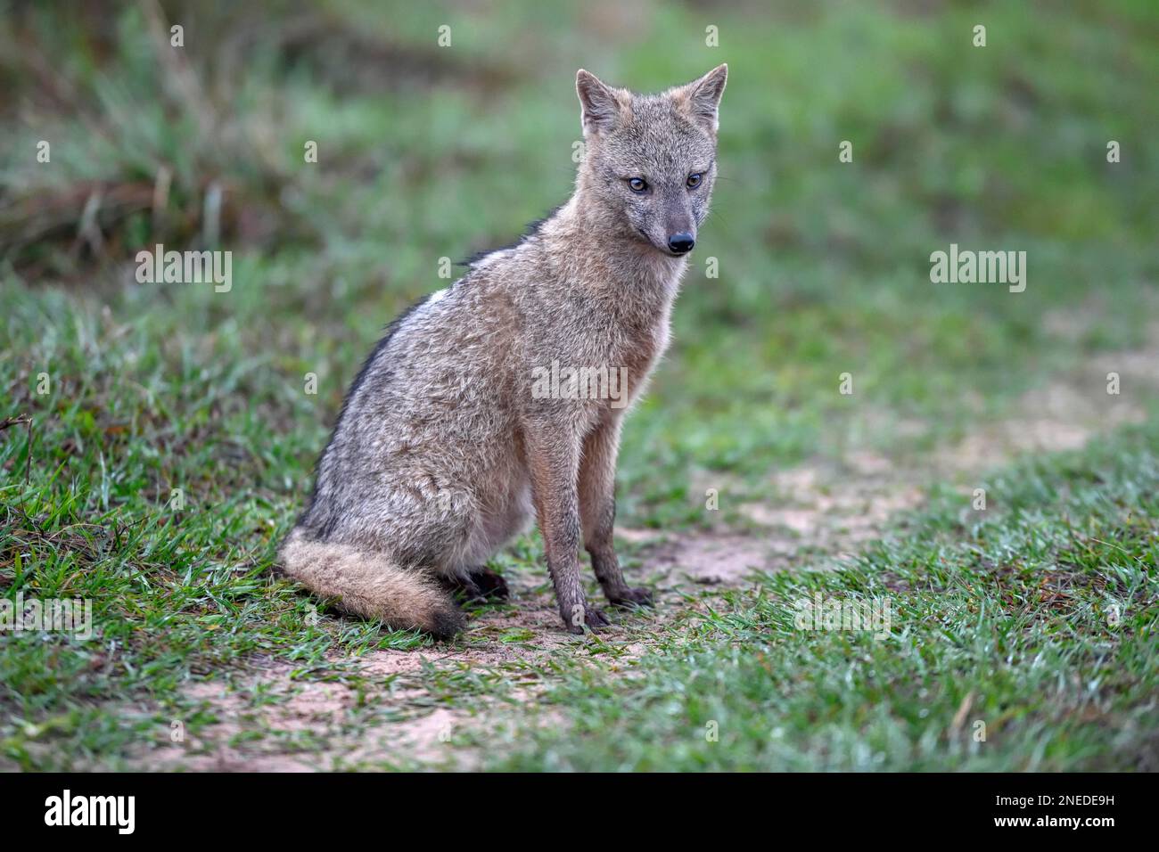 Crab-eating fox (Cerdocyon thous), San Alonso Island, Esteros del Ibera ...