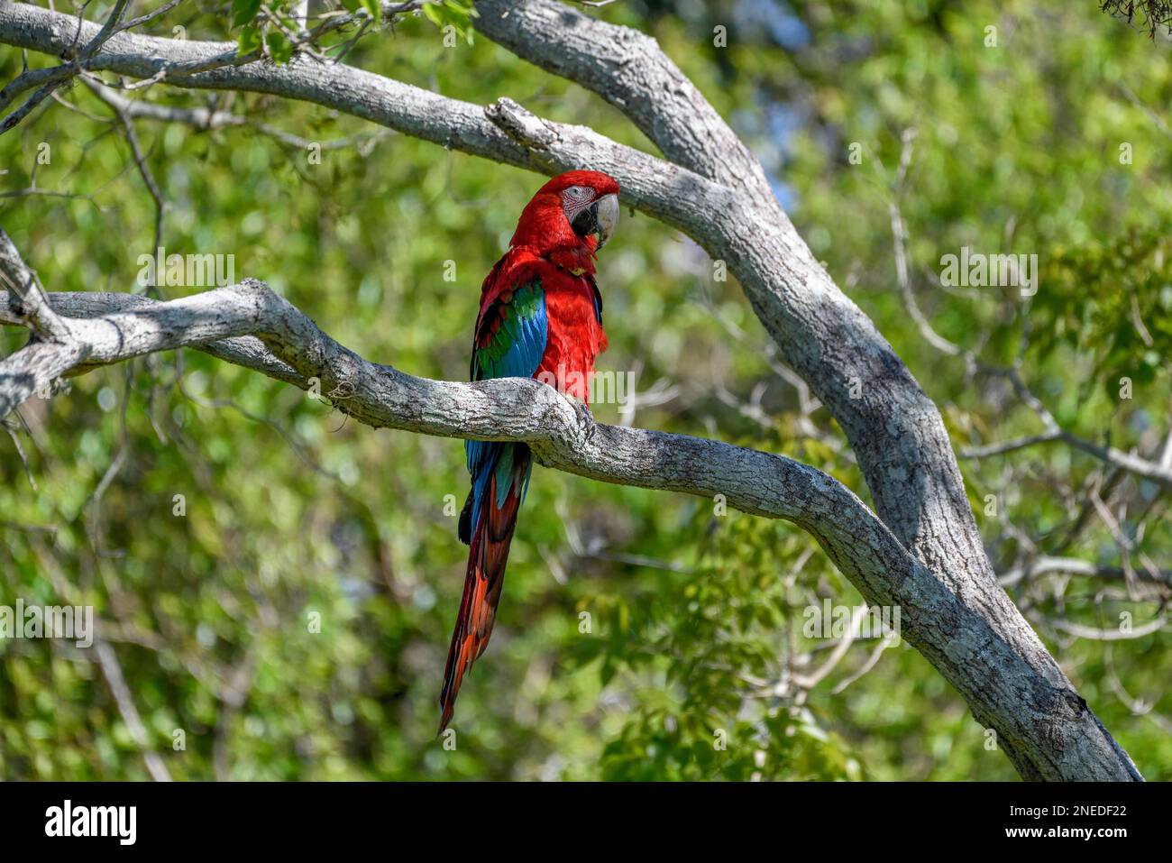 Red-and-green macaw (Ara chloroptera), Cambyreta, Esteros del Ibera ...