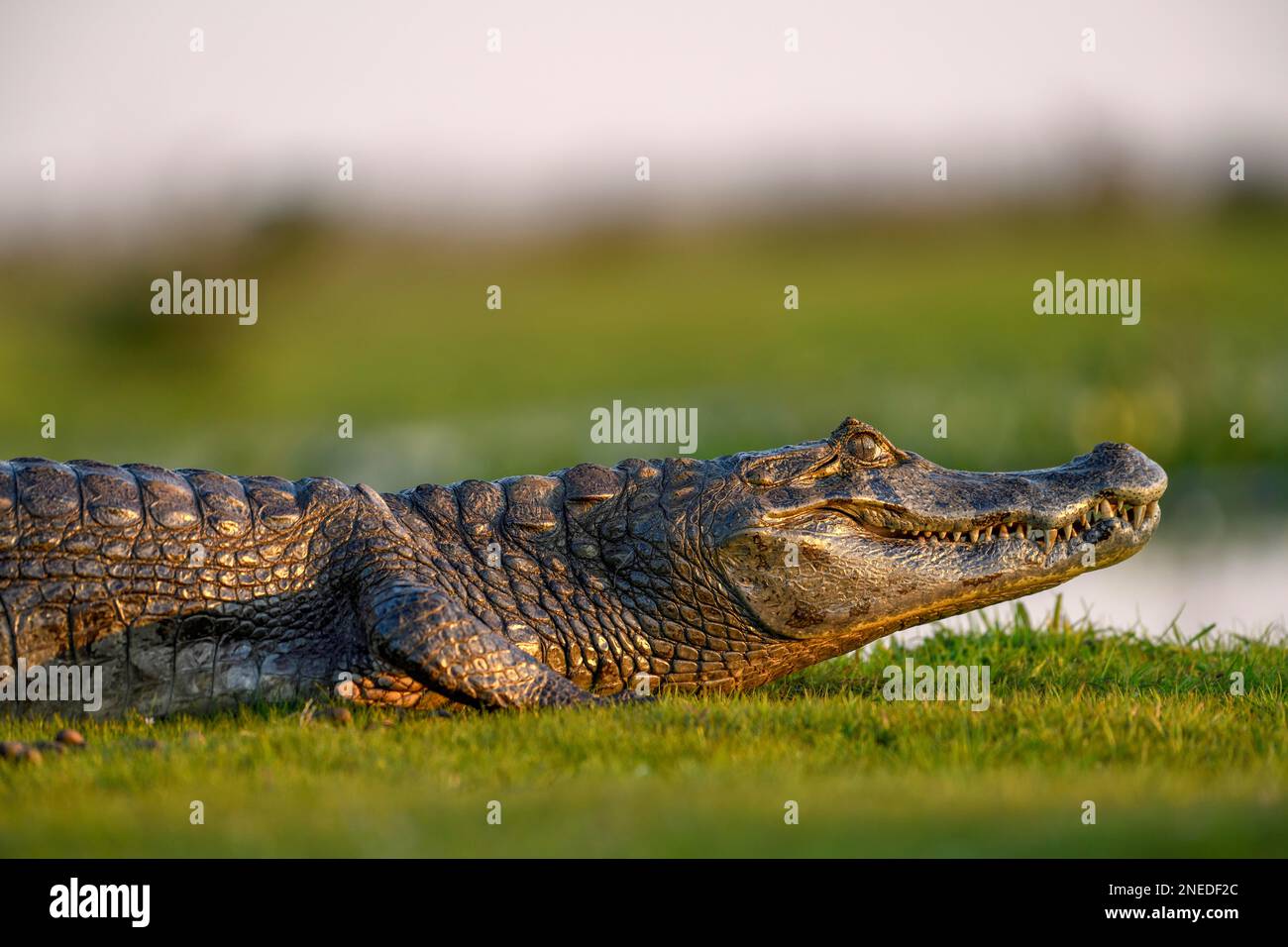 Yacare caiman (Caiman yacare), side view, near Cambyreta, Esteros del ...