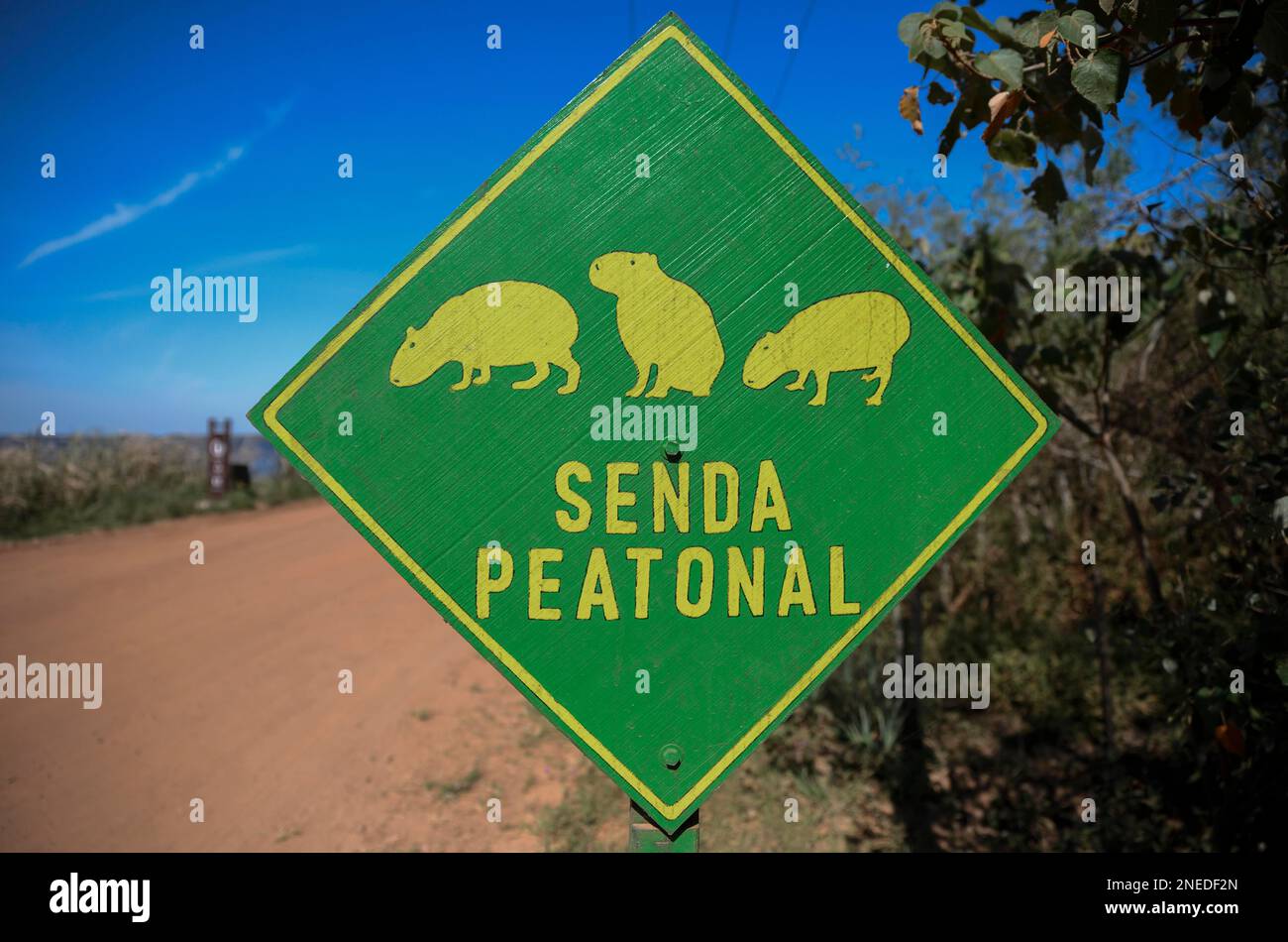 Sign Beware of Capybaras (Hydrochoerus hydrochaeris), Colonia Carlos ...