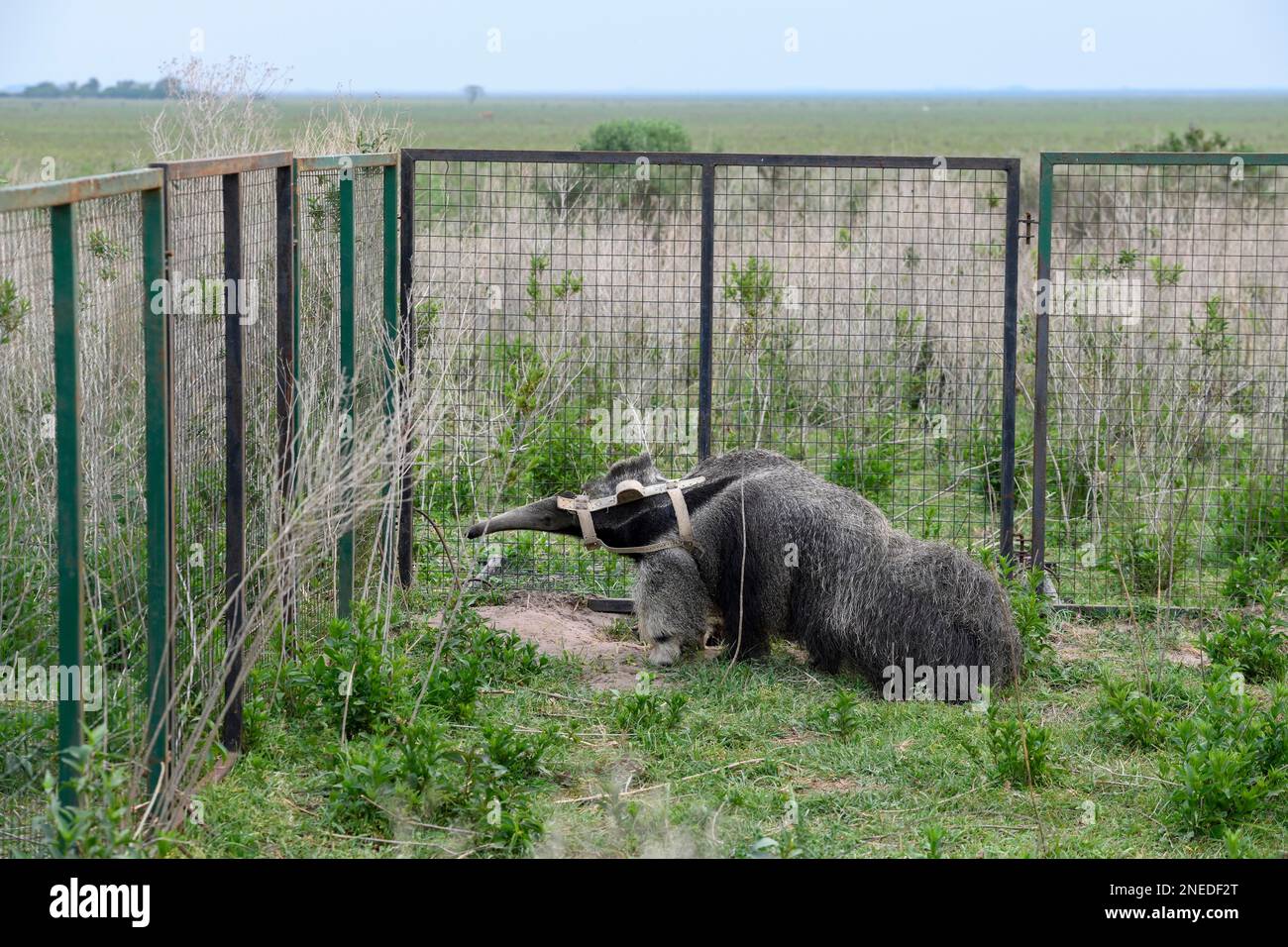 Giant anteater (Myrmecophaga tridactyla) with radio collar at the ...