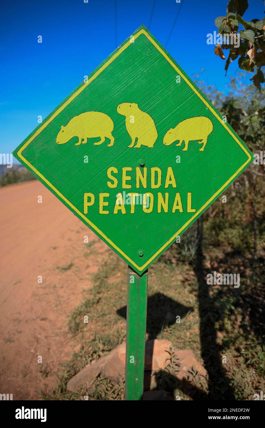 Sign Beware of Capybaras (Hydrochoerus hydrochaeris), Colonia Carlos ...