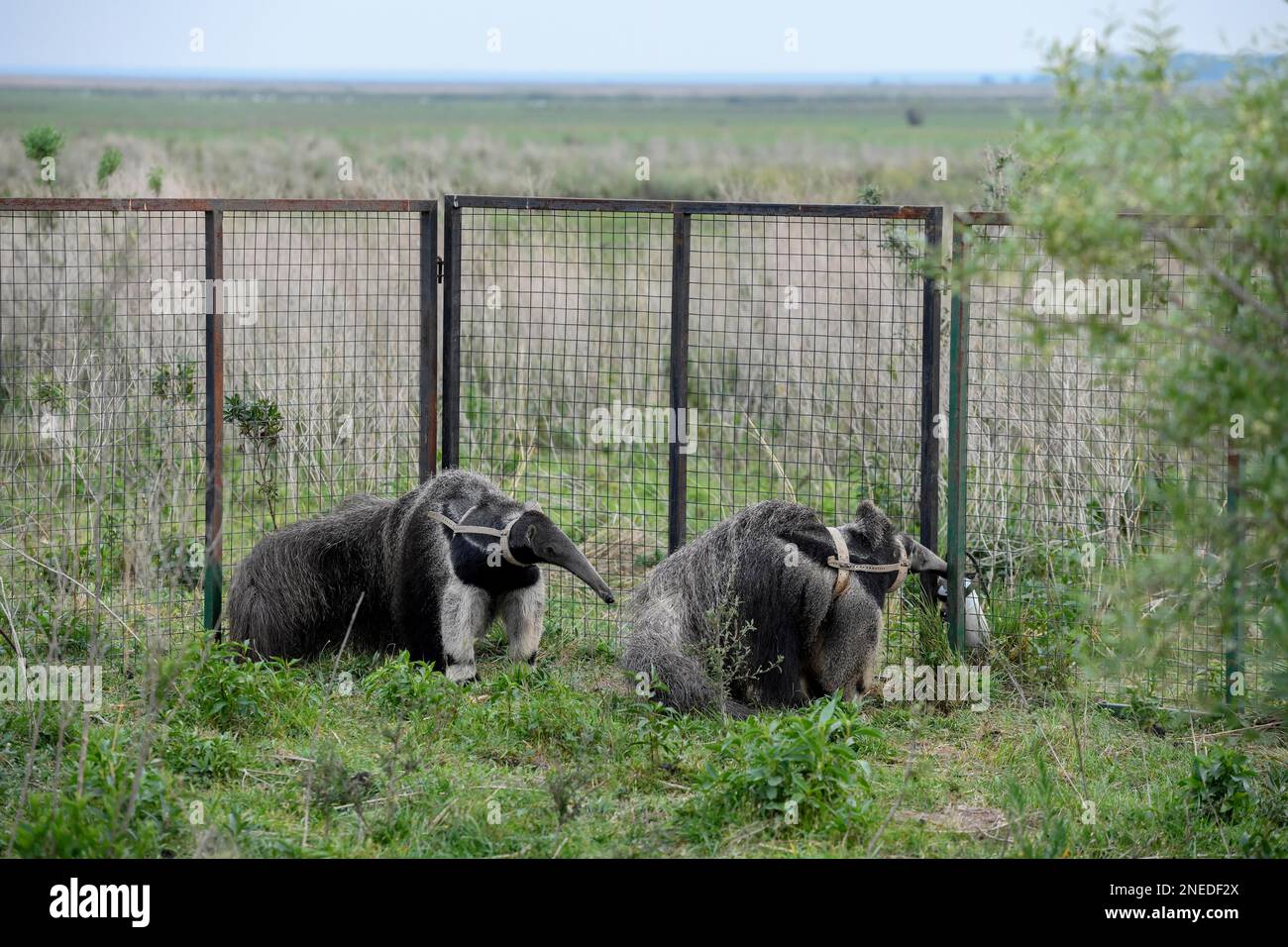 Giant anteater (Myrmecophaga tridactyla) with radio collar at the ...