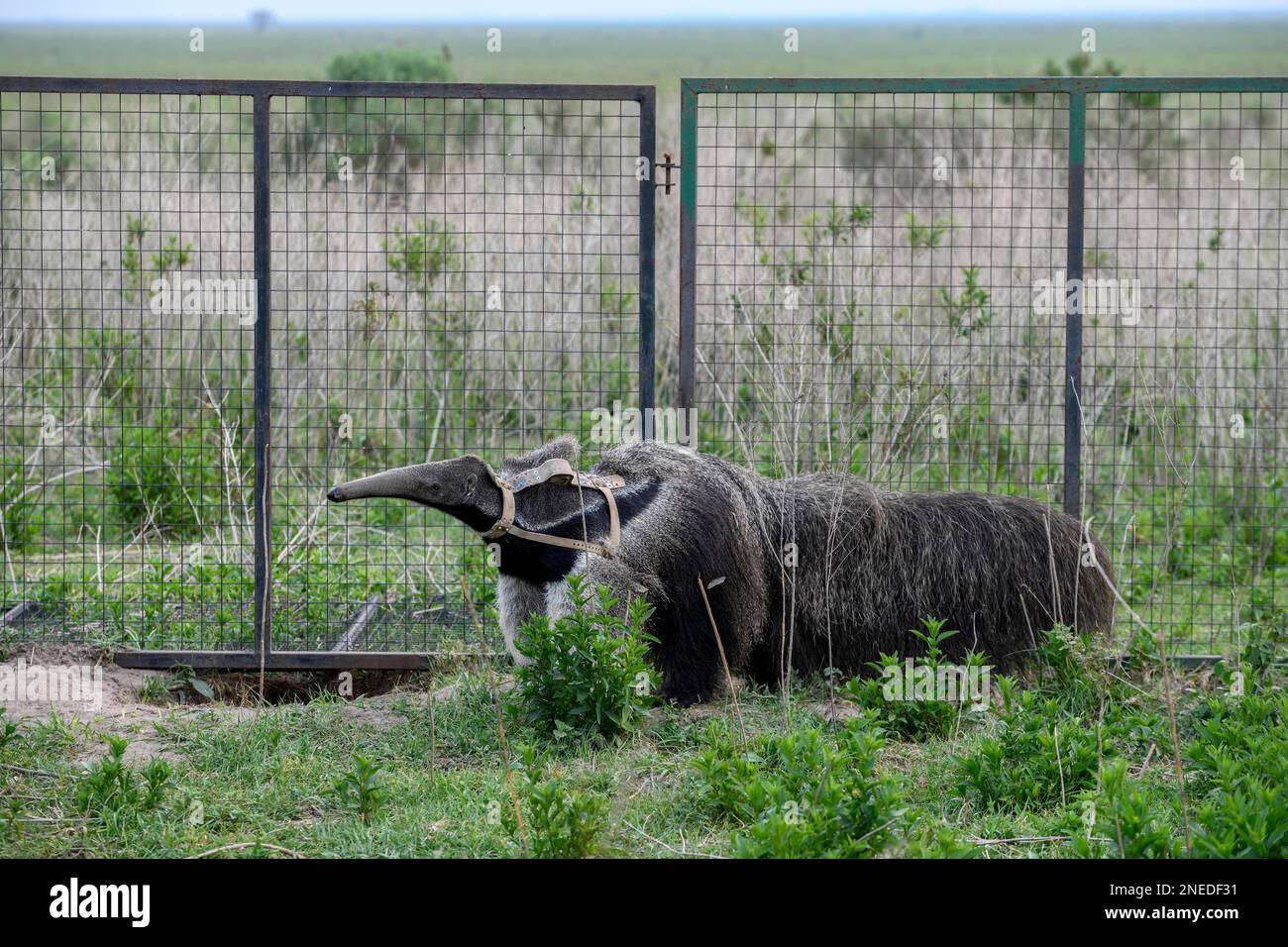 Giant anteater (Myrmecophaga tridactyla) with radio collar at the ...