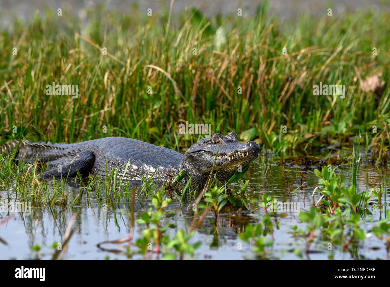 Yacare caiman (Caiman yacare), near Colonia Carlos Pellegrini, Esteros ...