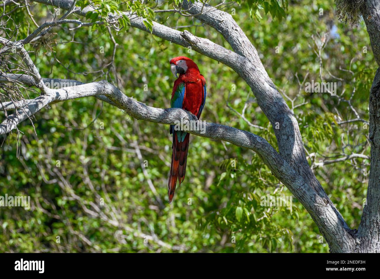 Red-and-green macaw (Ara chloroptera), Cambyreta, Esteros del Ibera ...