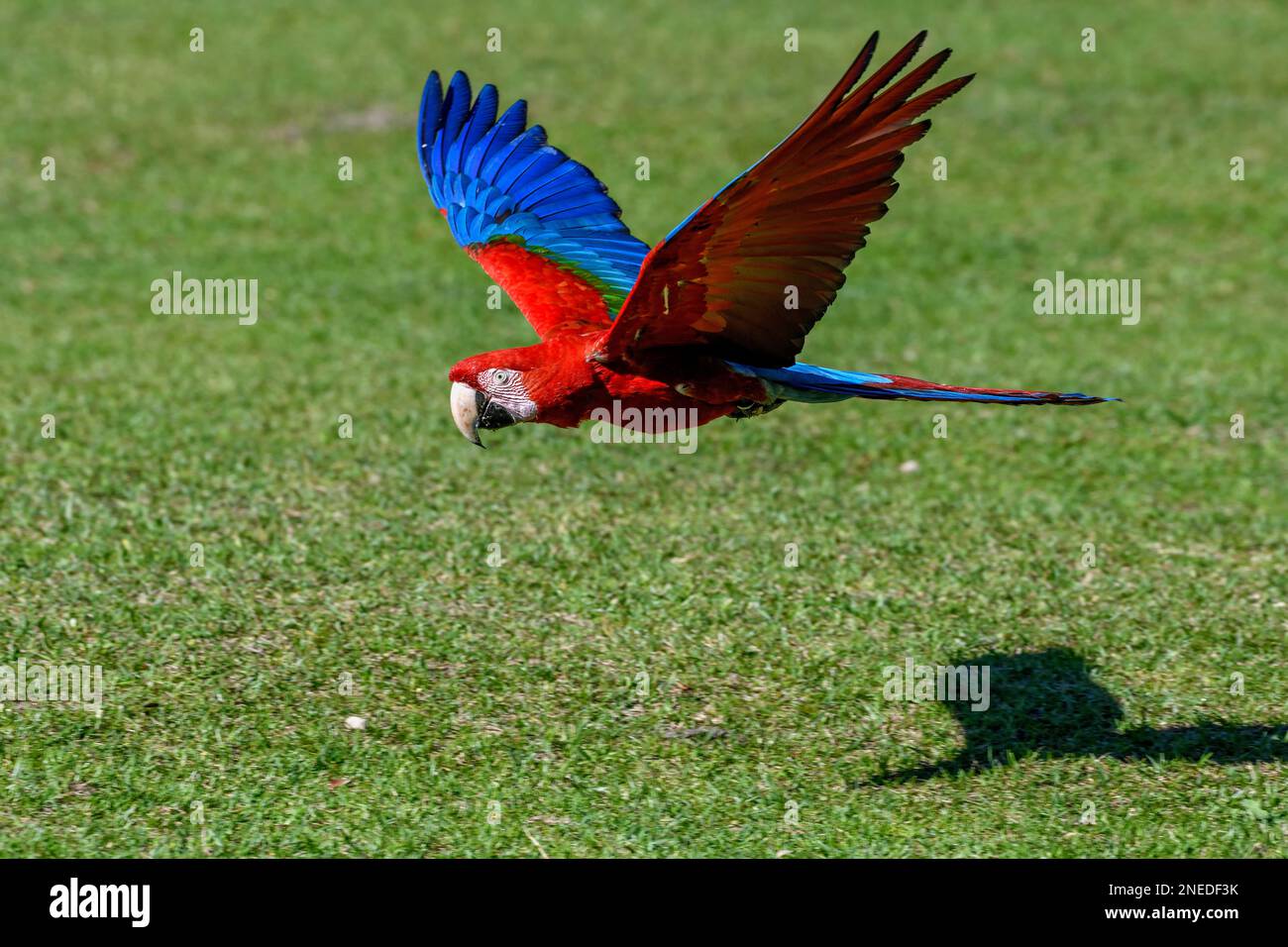 Red-and-green macaw (Ara chloroptera) in flight, Cambyreta, Esteros del ...