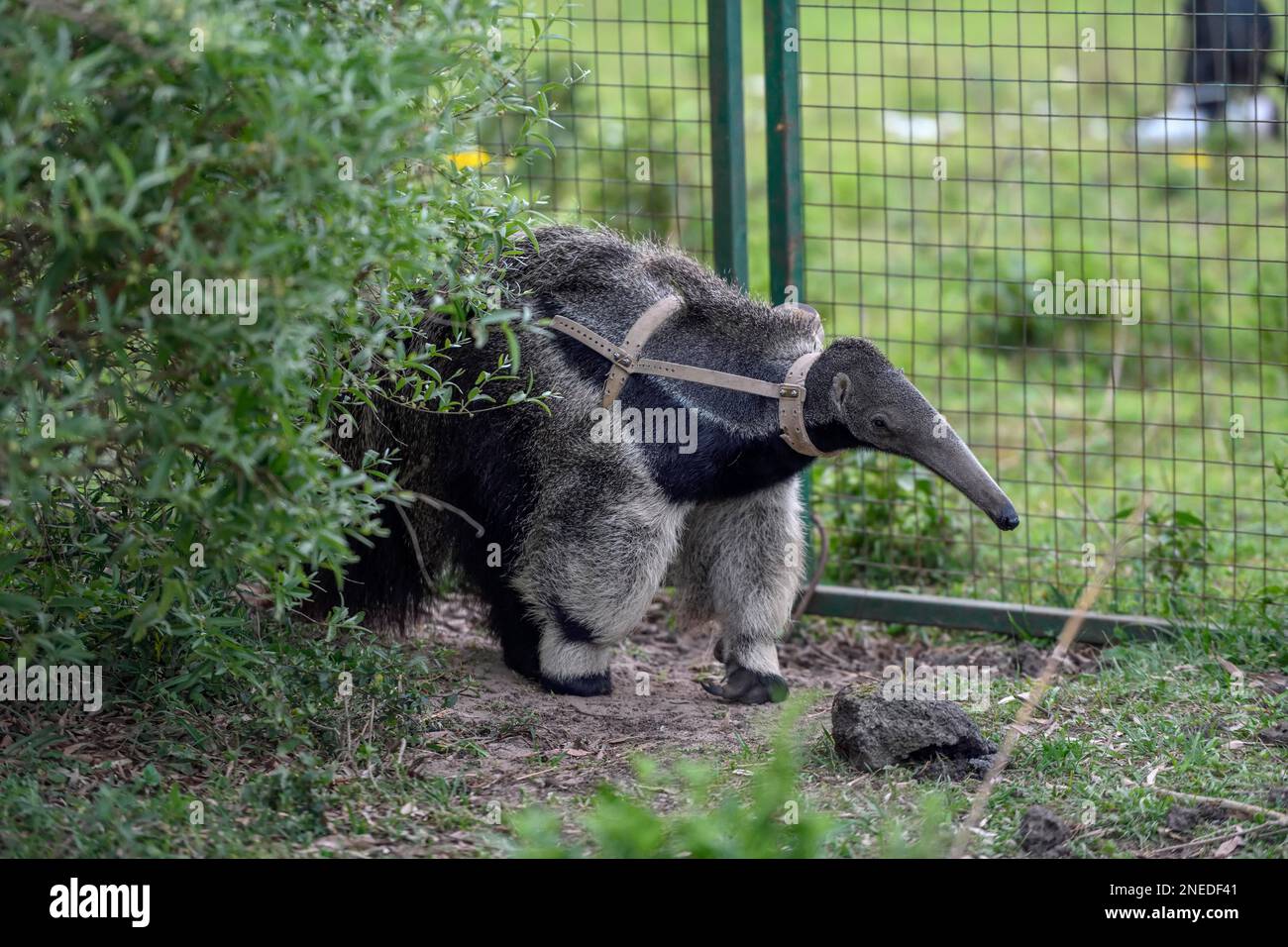 Giant anteater (Myrmecophaga tridactyla) with radio collar at the ...