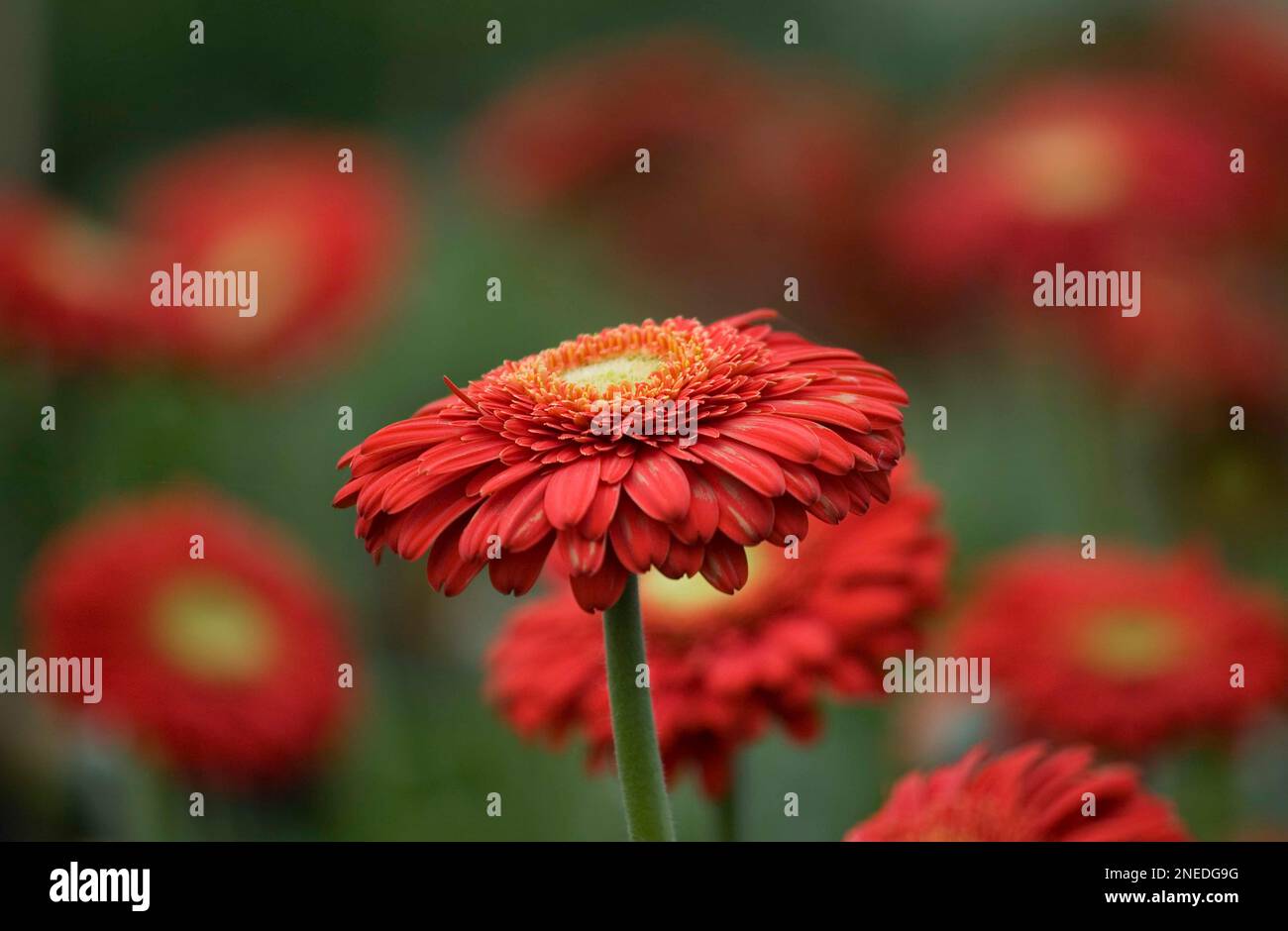 Orange gerberas grow on a flower farm in Funza, east of Bogota ...