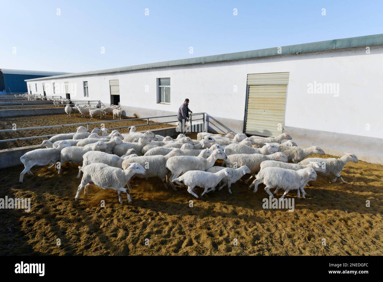 Gulang, China's Gansu Province. 15th Feb, 2023. A staff member cleans ...