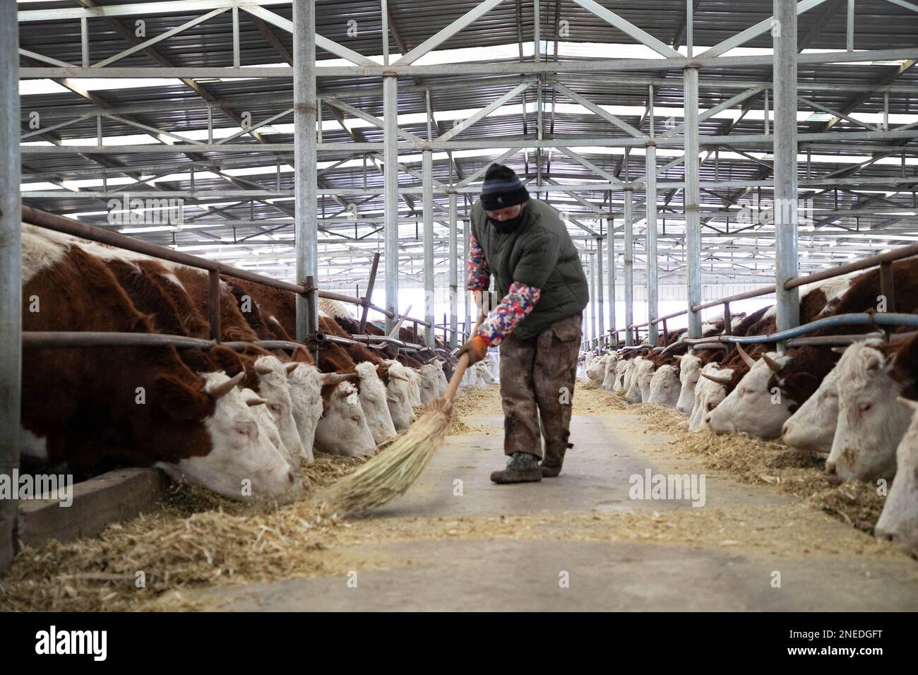 Gulang. 15th Feb, 2023. This photo taken on Feb. 15, 2023 shows the ...