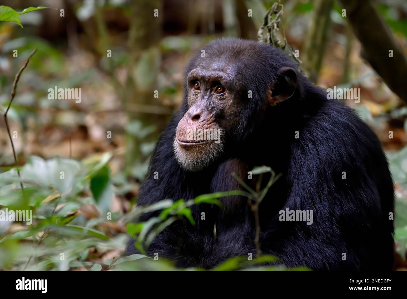 Western chimpanzee (Pan troglodytes verus) sits in the rainforest ...