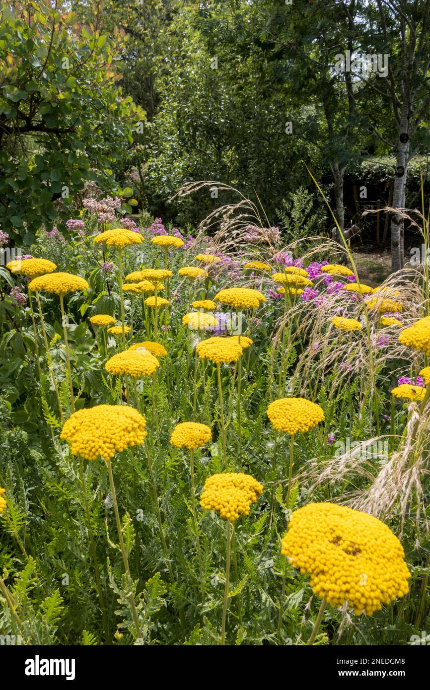 UK, England, Devon. A cottage garden. 4th August. Yellow achillea Stock ...
