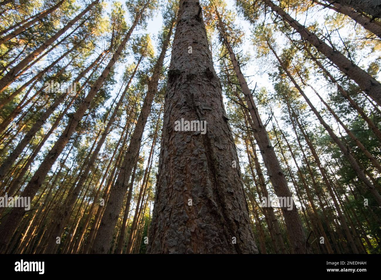 Darss primeval forest, view into the sky of a pine (Pinus) forest ...