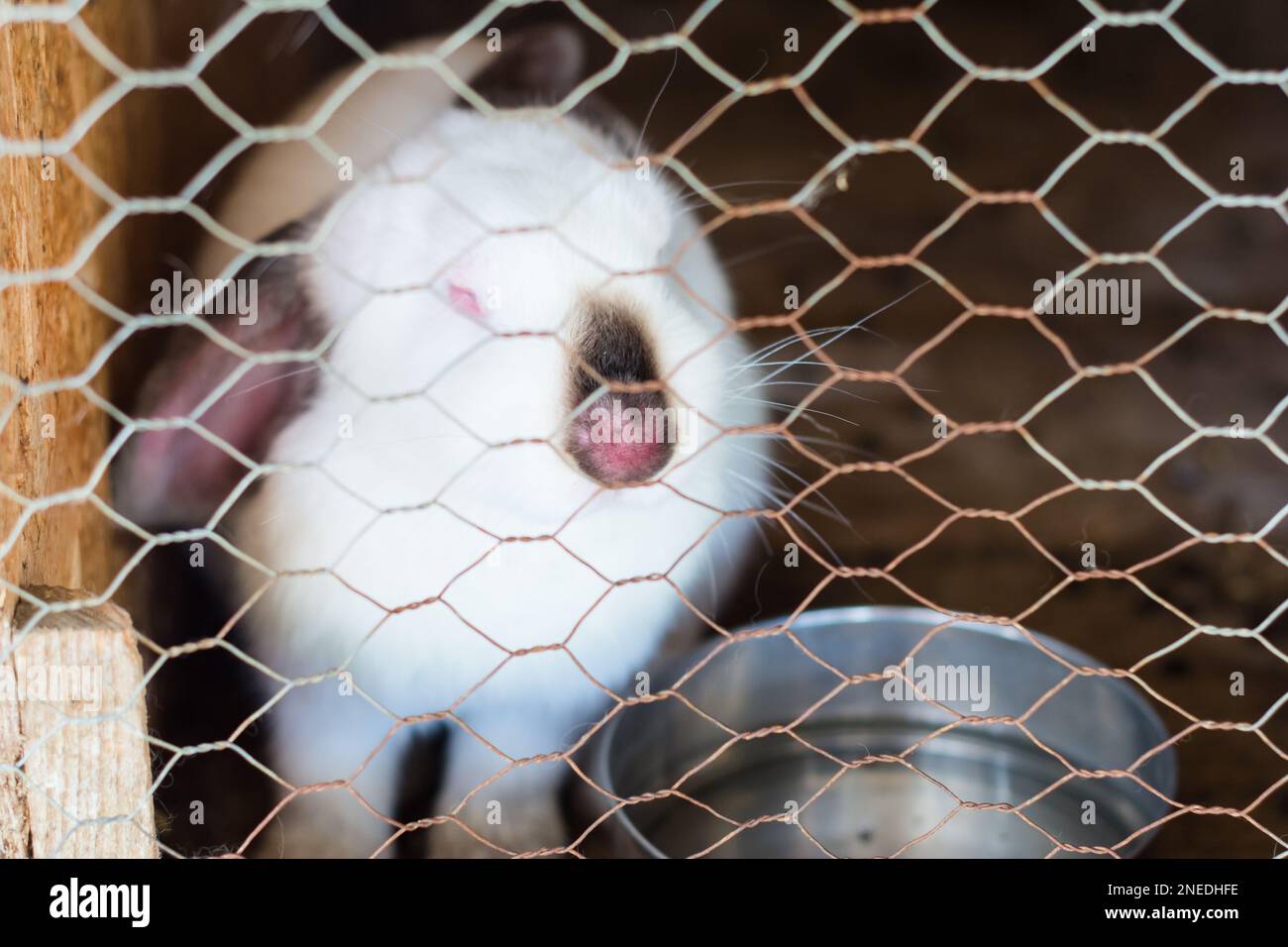 Rabbit diseases hi-res stock photography and images - Alamy
