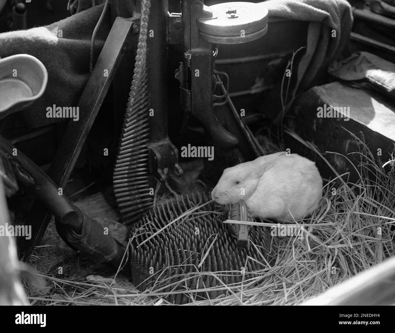 ?Herman?, a North Korean rabbit, believes in living dangerously. Using ...