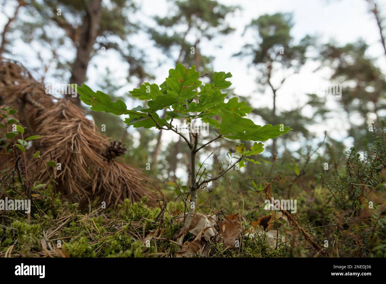 Darss primeval forest, young oak tree (Quercus) growing under pines ...