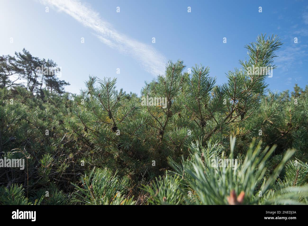 Darss primeval forest, pine (Pinus) forest low-growing under blue sky ...