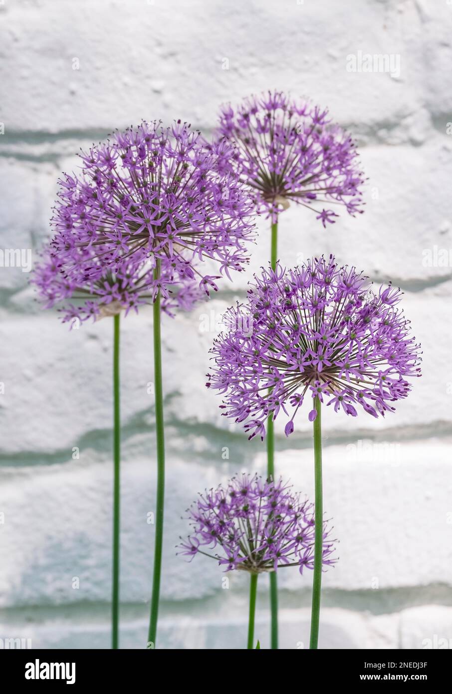 (Allium), inflorescence, Muensterland, North Rhine-Westphalia Stock ...