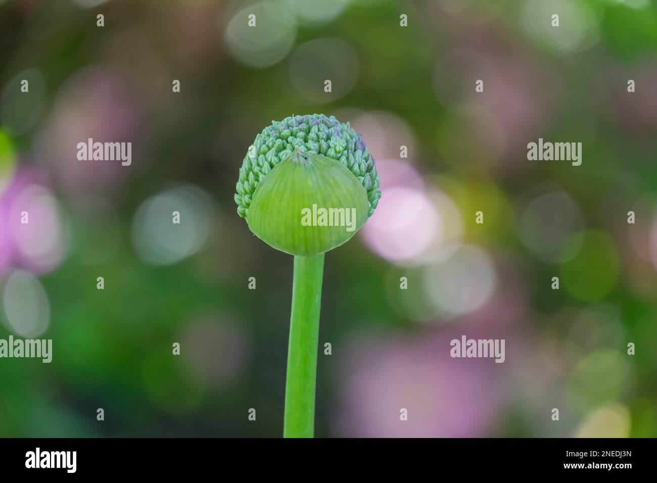 Leek seedling hi-res stock photography and images - Alamy