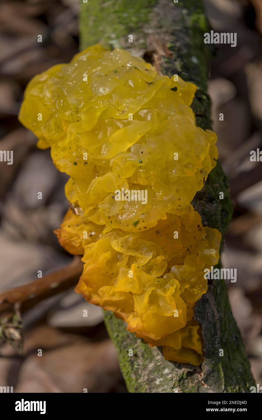 Golden tremella hi-res stock photography and images - Alamy