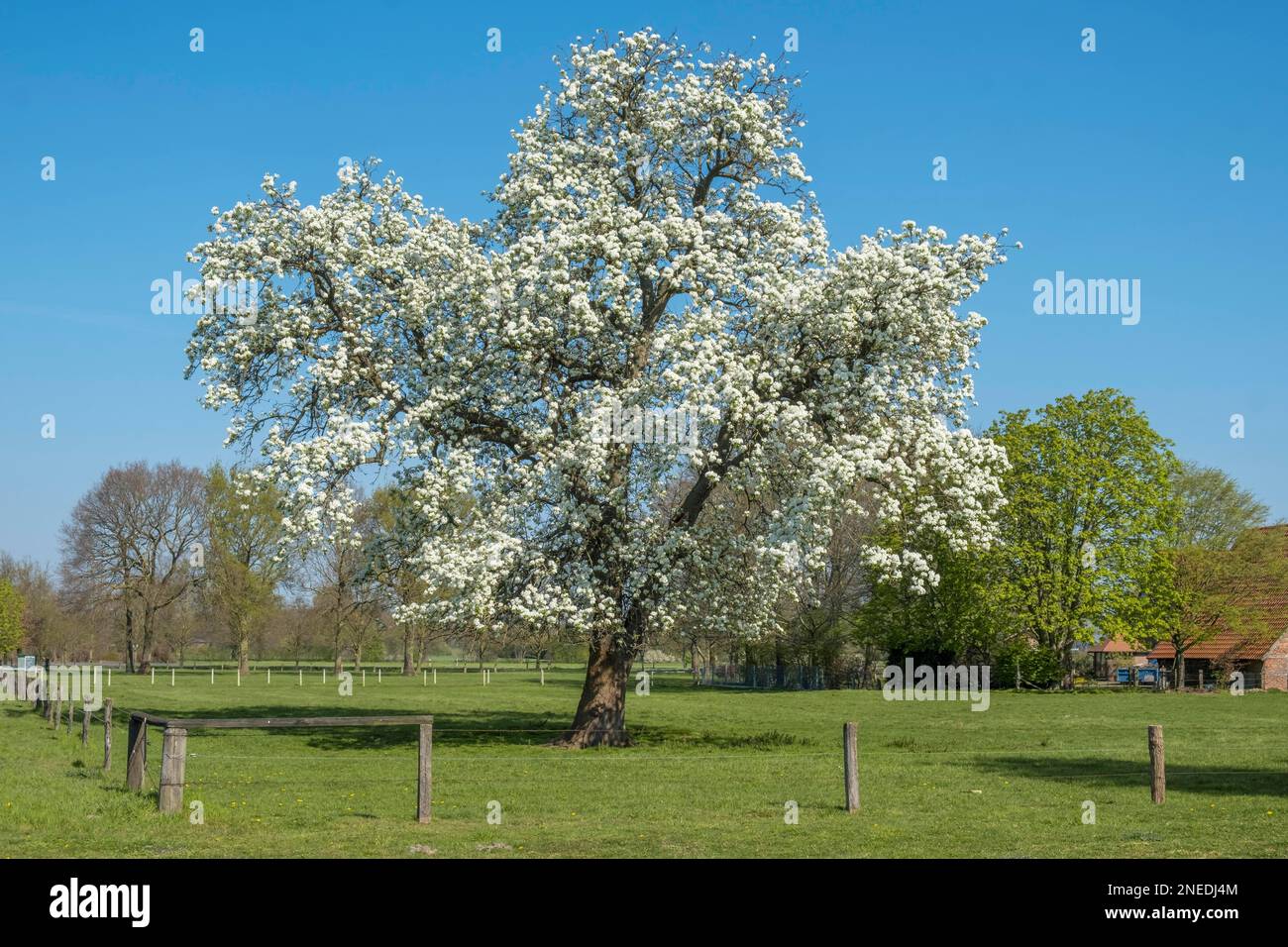 Spring in the Muensterland Stock Photo - Alamy