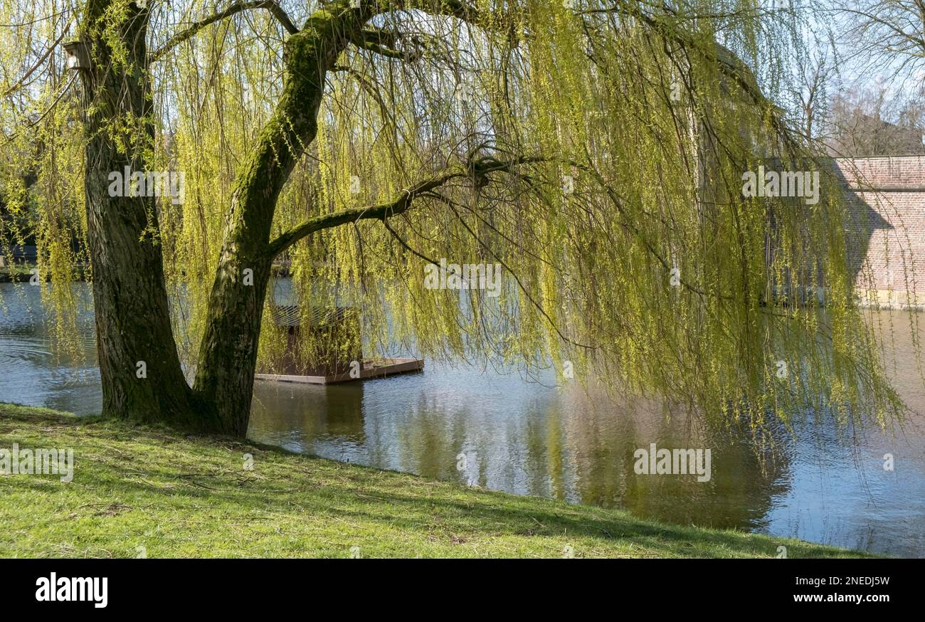 Weeping willow tree castle hi-res stock photography and images - Alamy