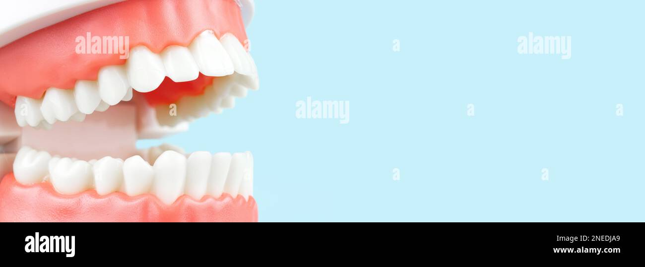 Close up, Model of jaw is used by dentist to demonstrate how human ...