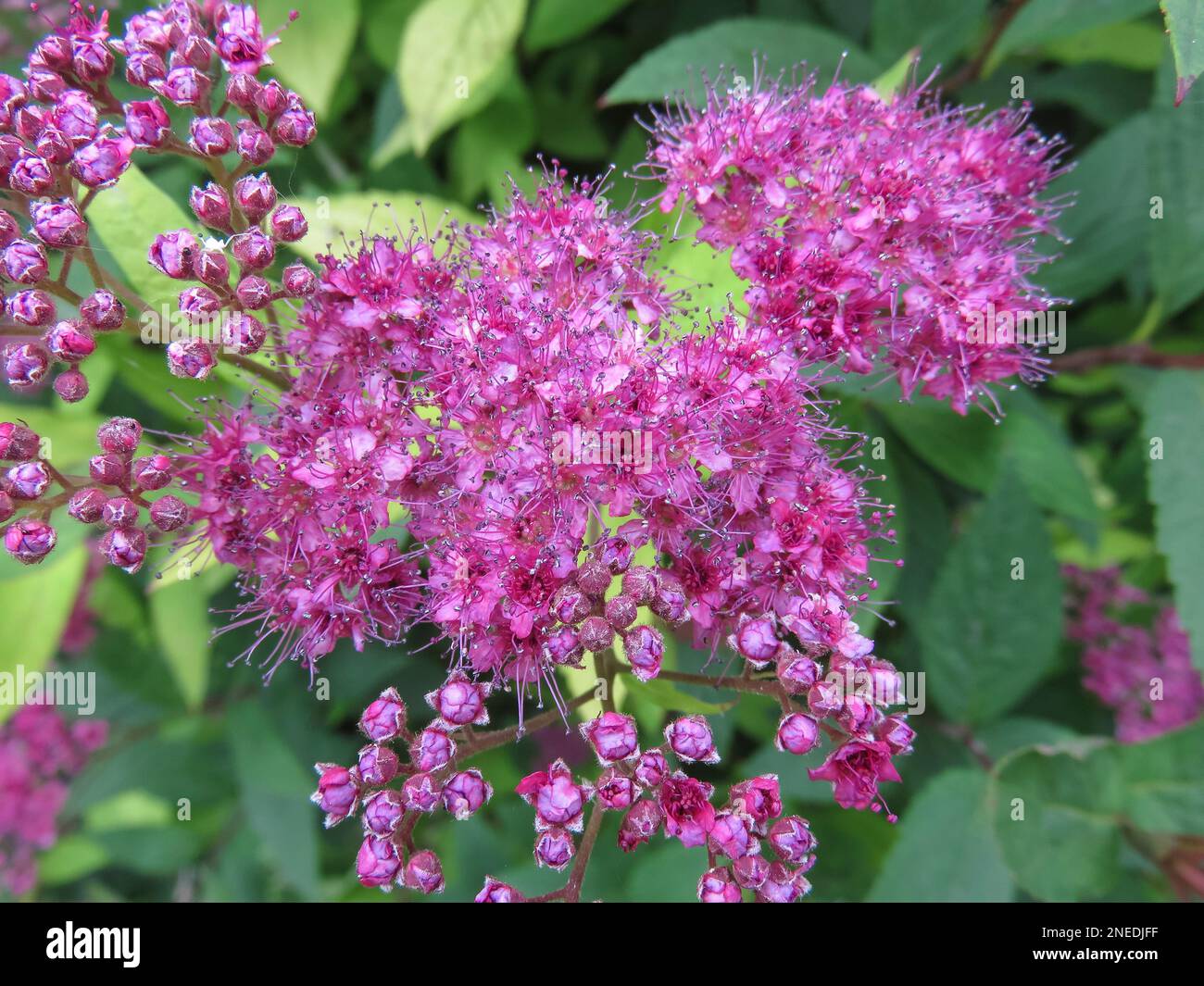 Multi headed flowers hi-res stock photography and images - Alamy