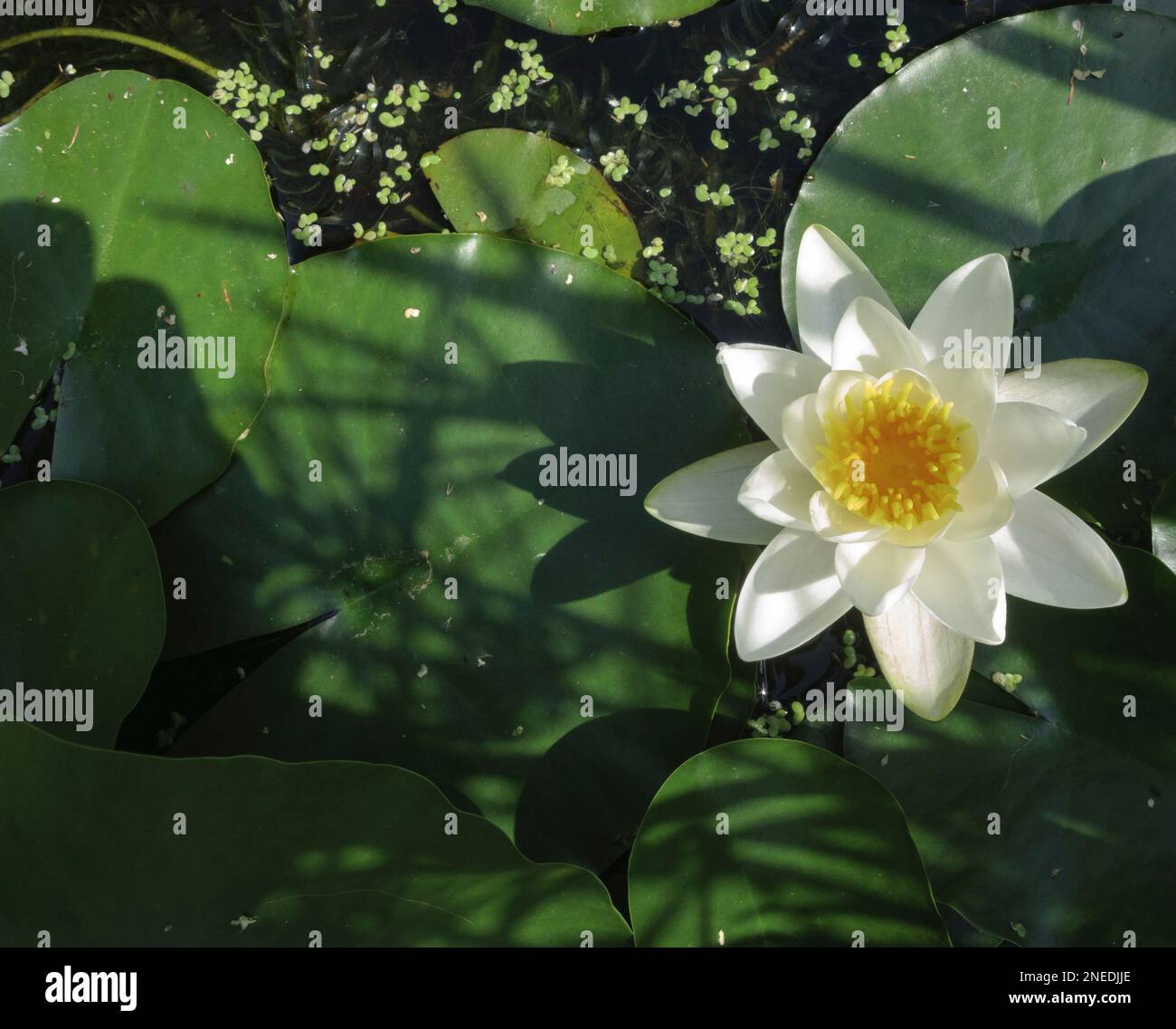 UK, England, Devon. A cottage garden. 21st June. A water lily flower ...