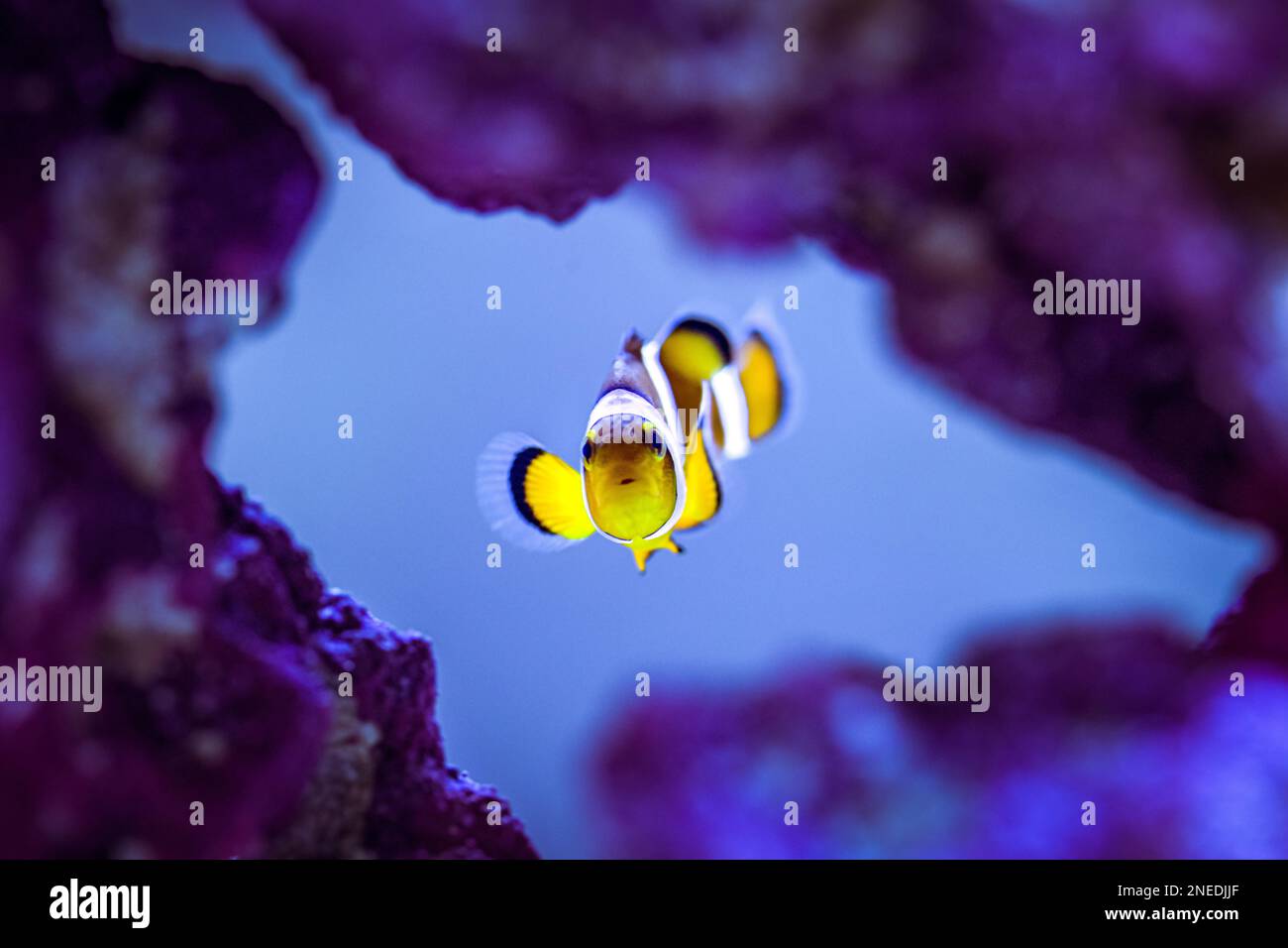Clownfish swimming in a fish tank Stock Photo - Alamy