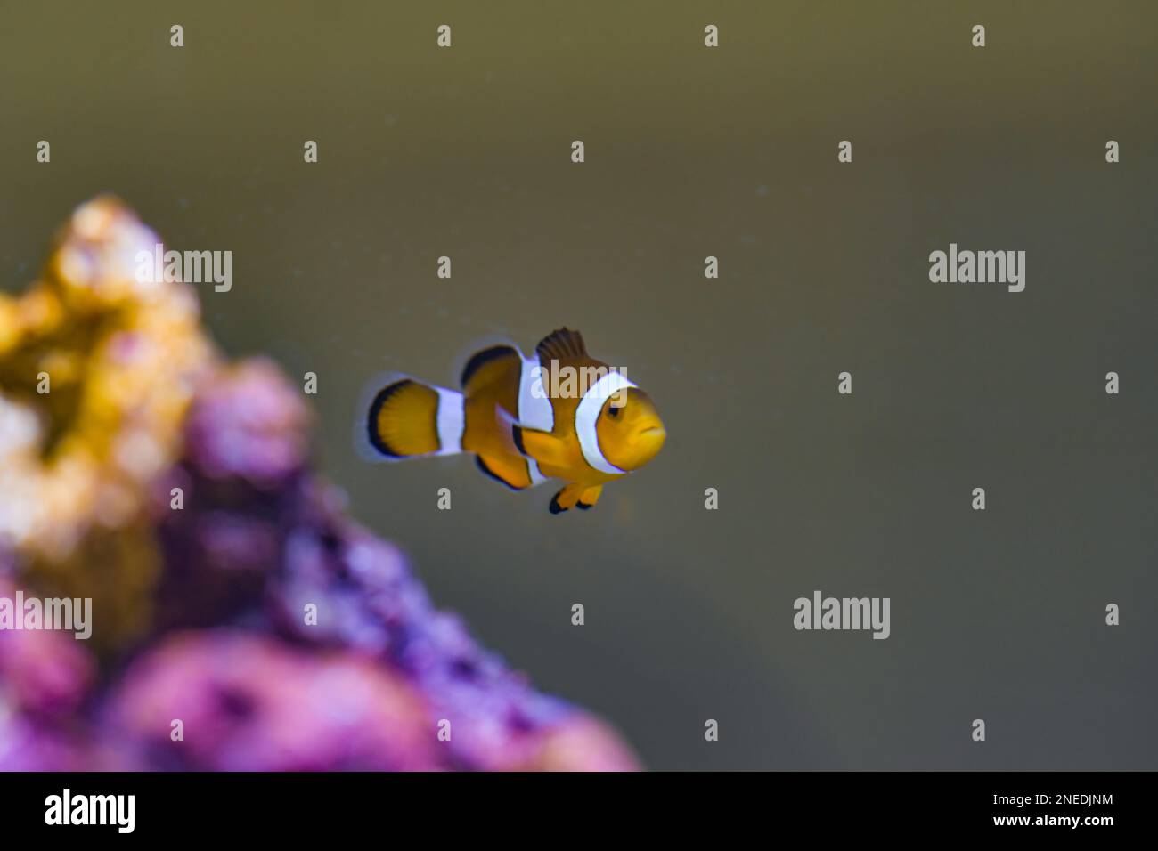 Clownfish swimming in a fish tank Stock Photo - Alamy