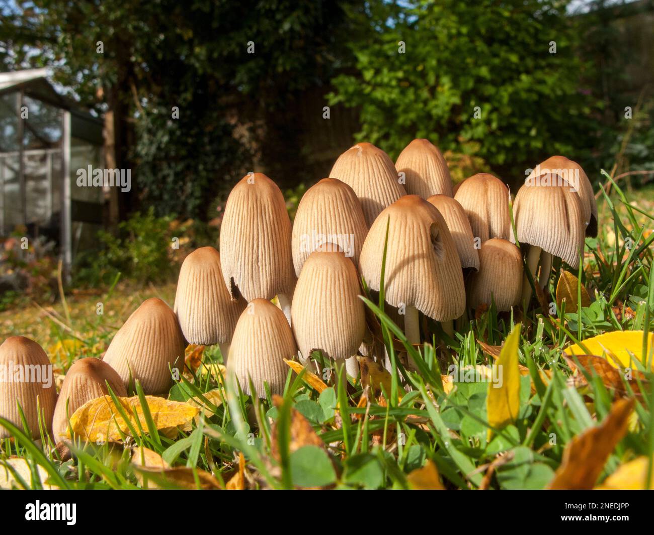 UK, England, Devon. A cottage garden. 31st October. Toadstools growing ...